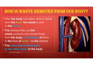 Excretory system | PDF