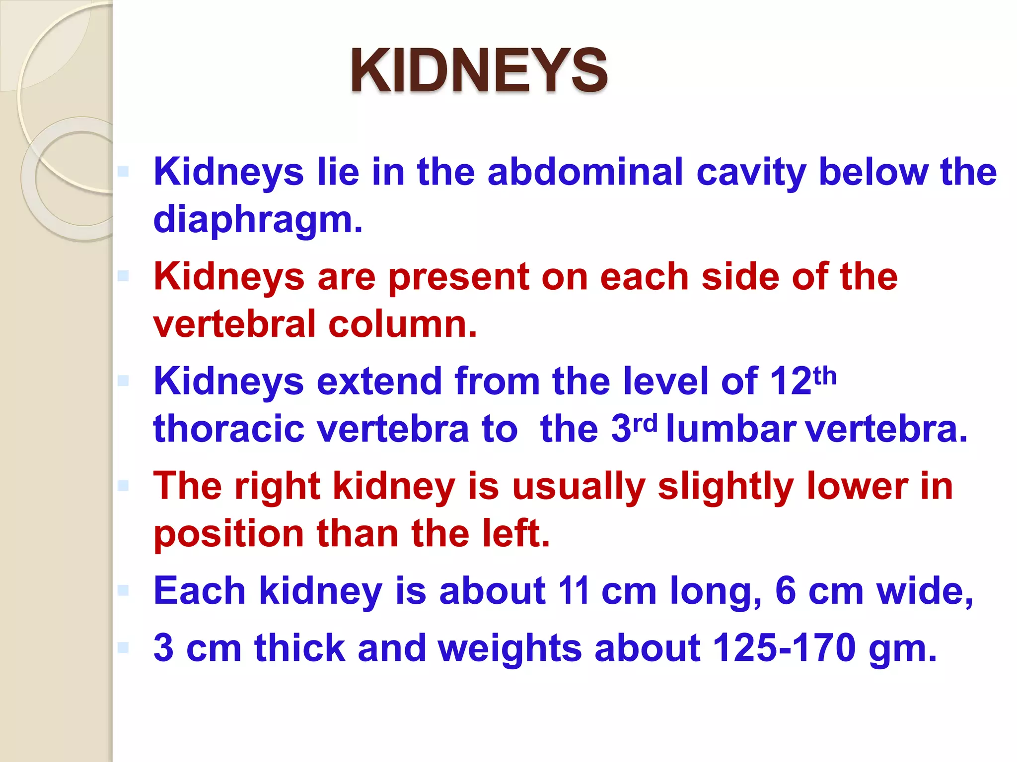 Excretory system in Human (Class 10) | PPTX