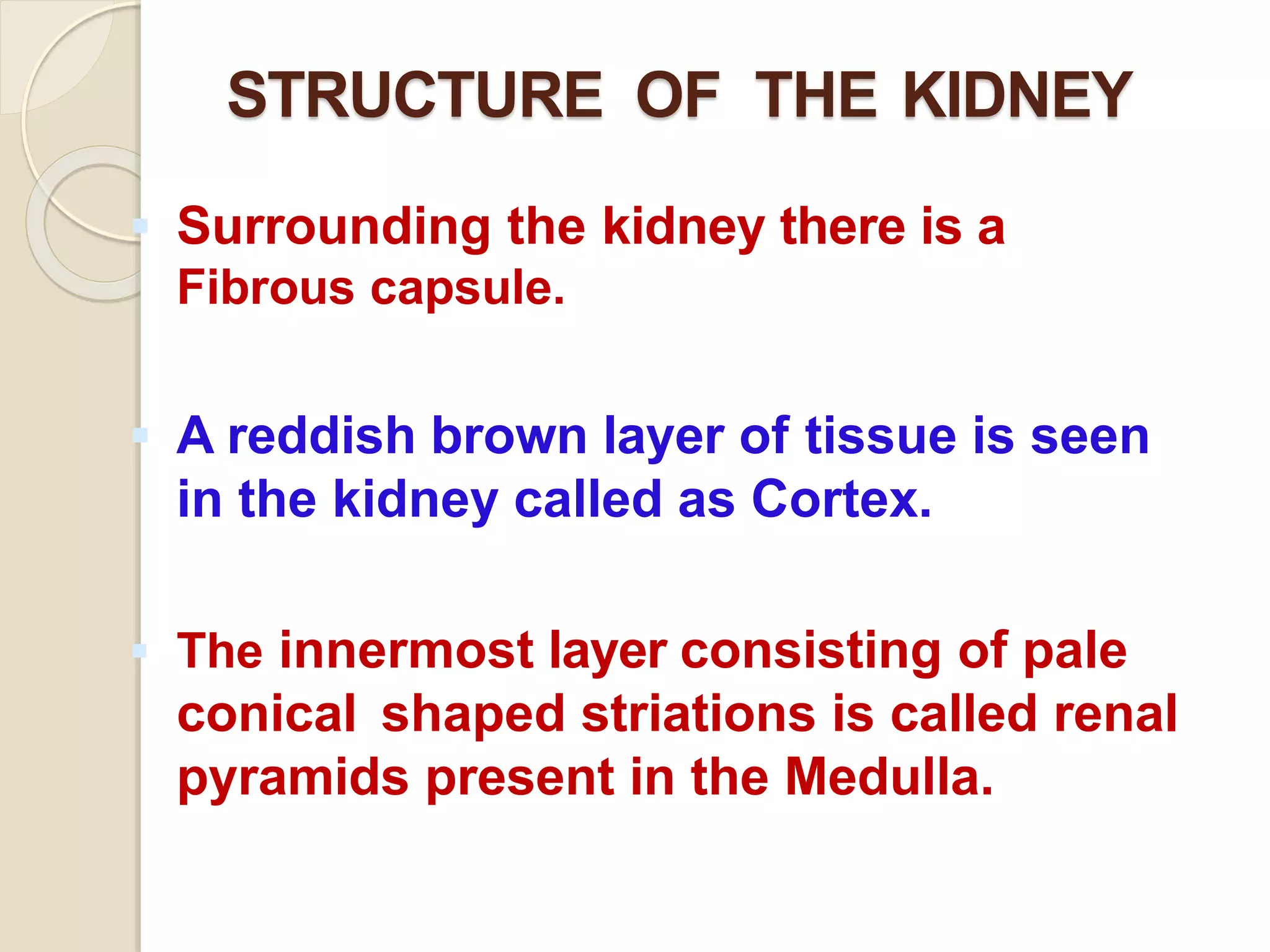 Excretory system in Human (Class 10) | PPTX