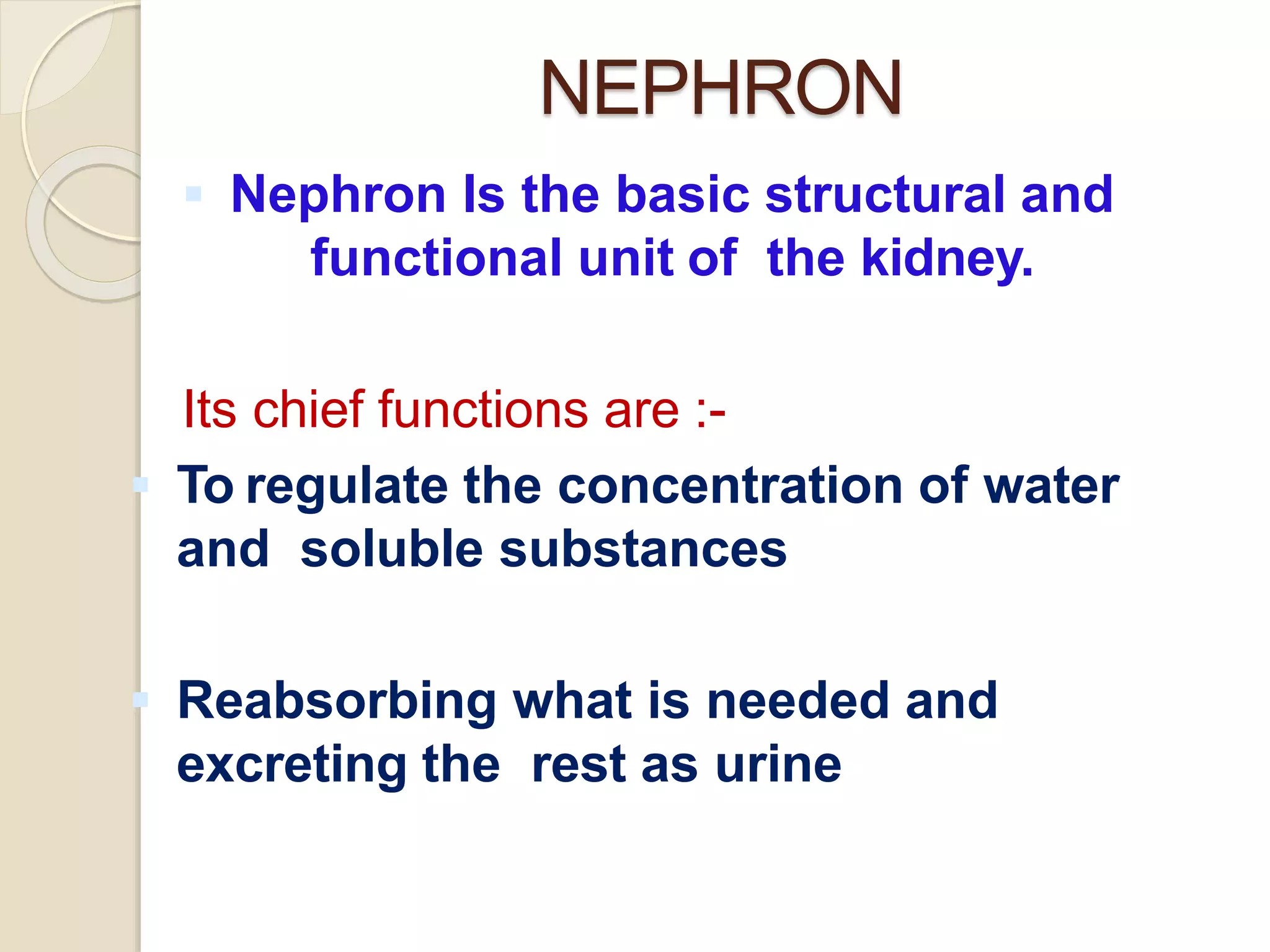 Excretory system in Human (Class 10) | PPTX