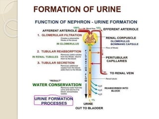 Excretory system in Human (Class 10) | PPTX