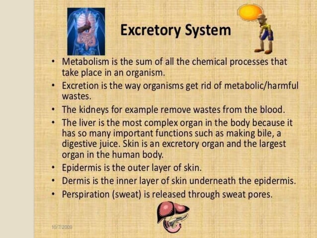 Excretory system in Human (Class 10) | PPTX | Chemistry | Science