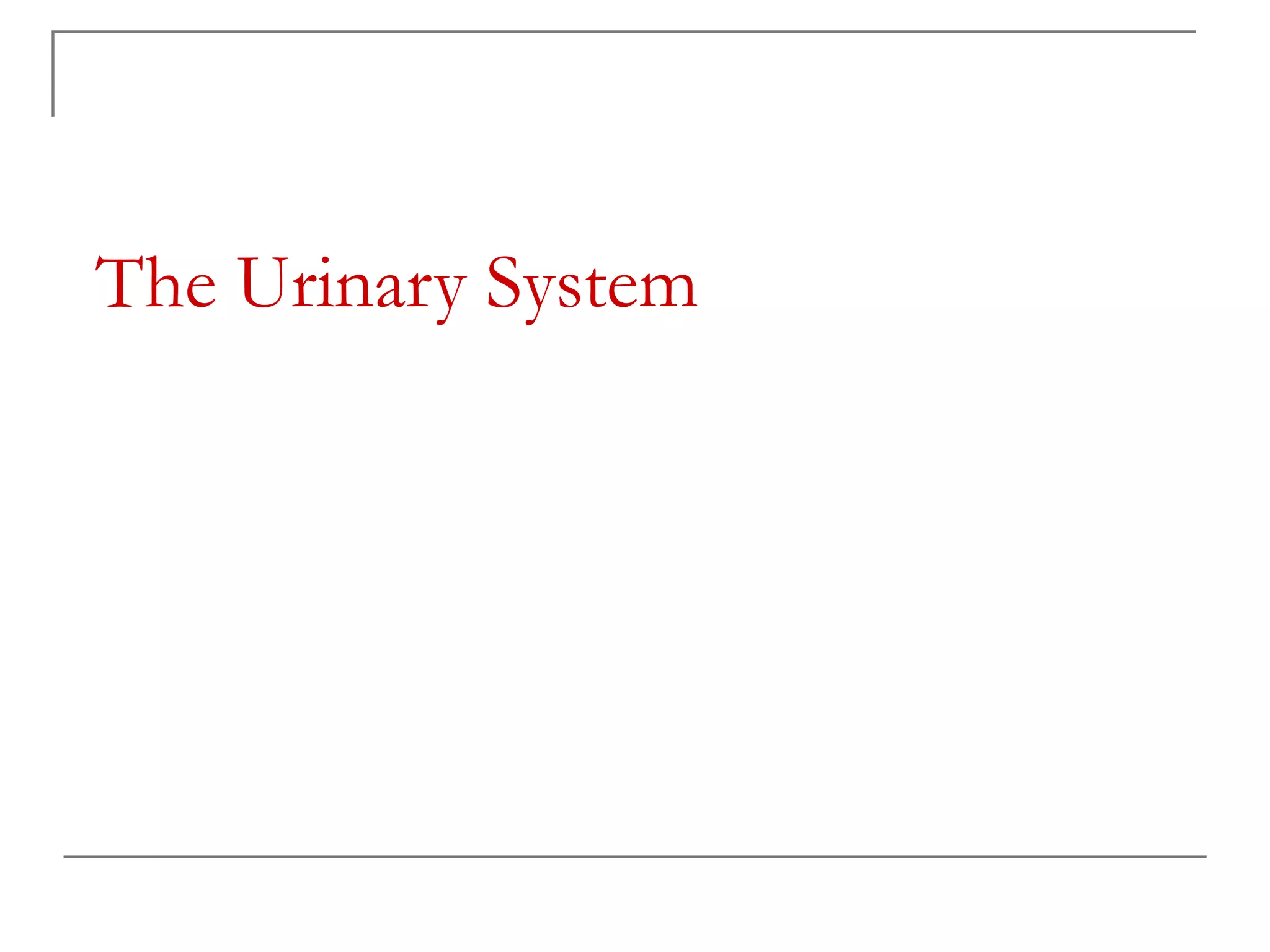 Excretory system.ppt