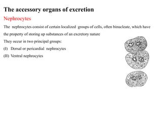 Excretory System.pptx