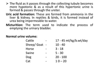Excretory System.pdf