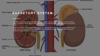 Excretory SYSTEM.pptx