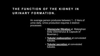 Excretory SYSTEM.pptx