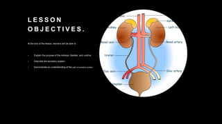 Excretory SYSTEM.pptx