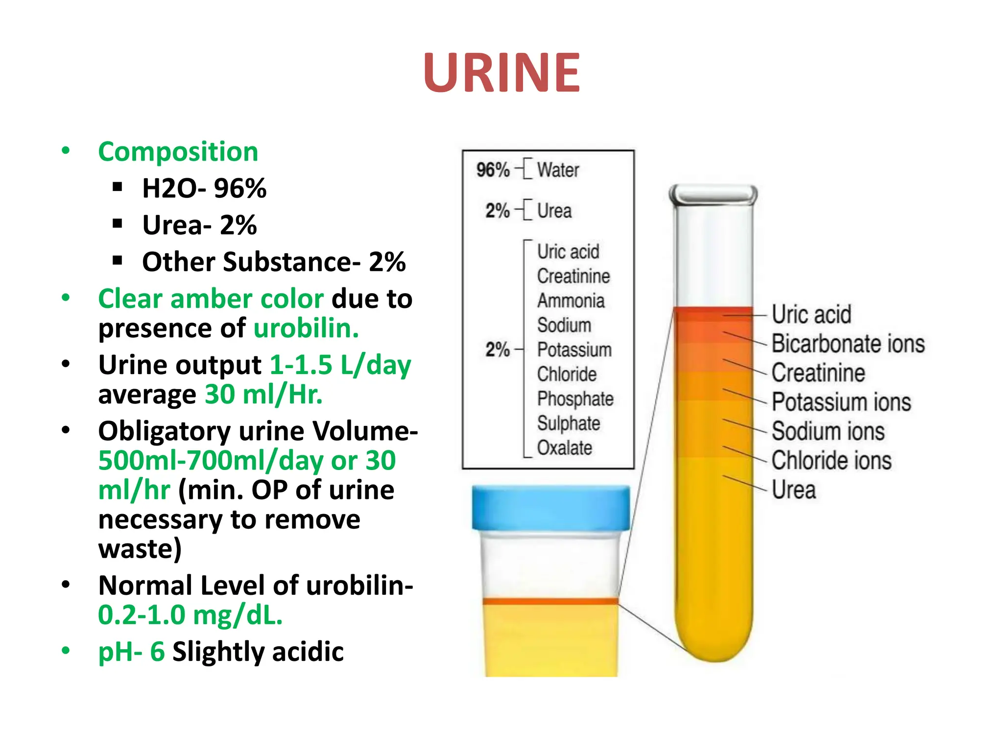 excretory system URINARY SYSTEM GENITOURINARY SYSTEM | PPTX