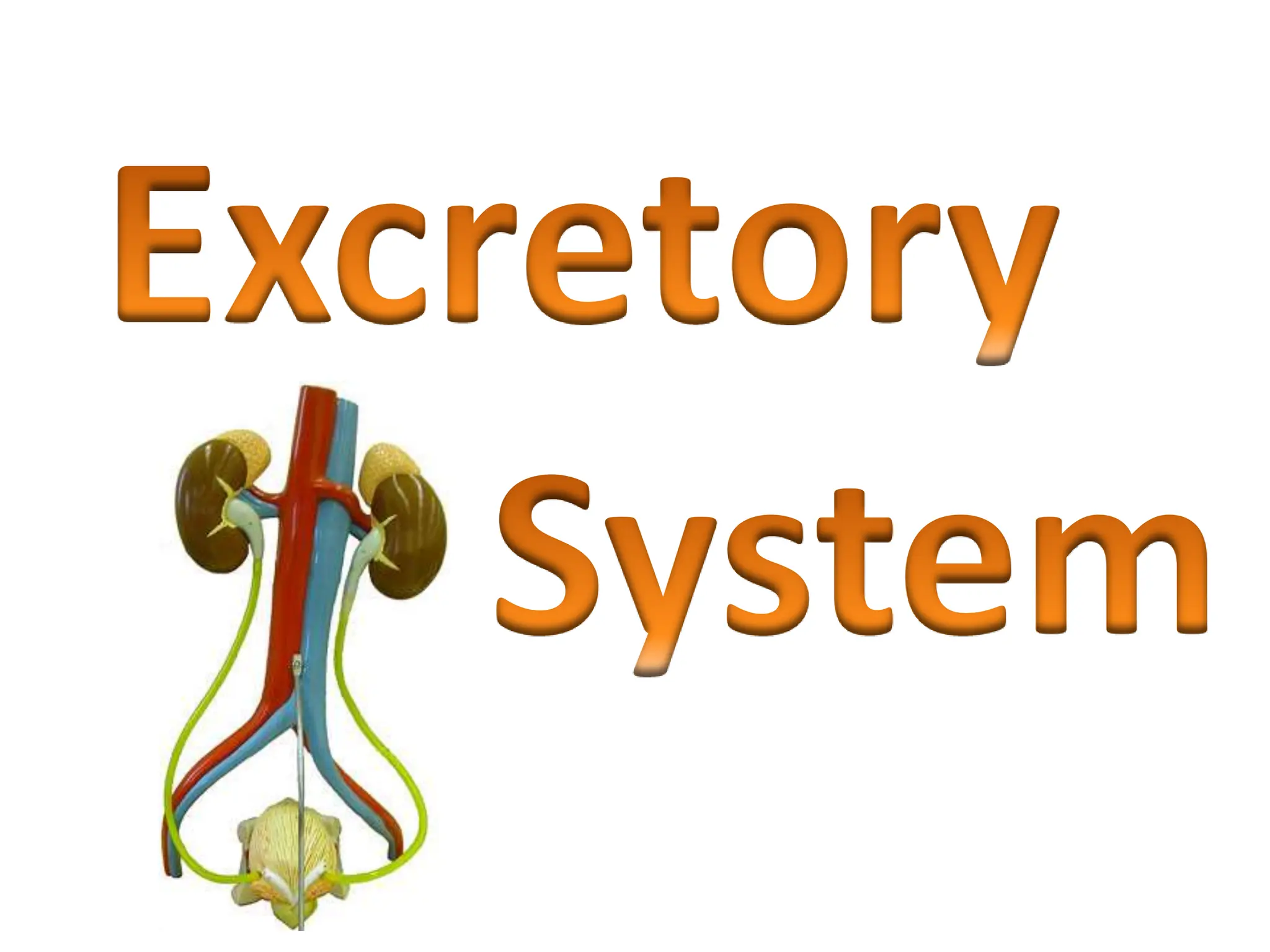 excretory system URINARY SYSTEM GENITOURINARY SYSTEM | PPTX