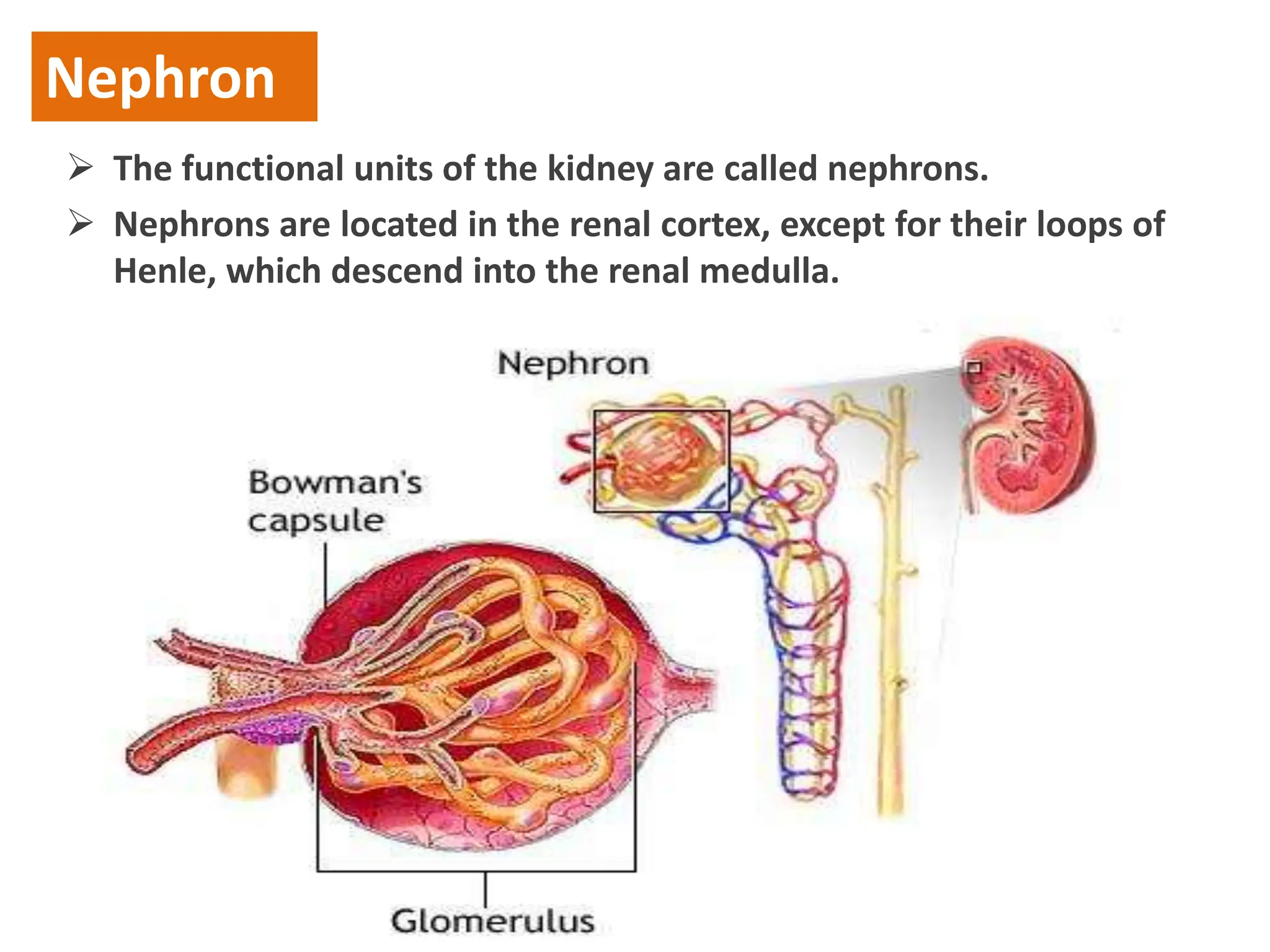 excretory system URINARY SYSTEM GENITOURINARY SYSTEM | PPTX
