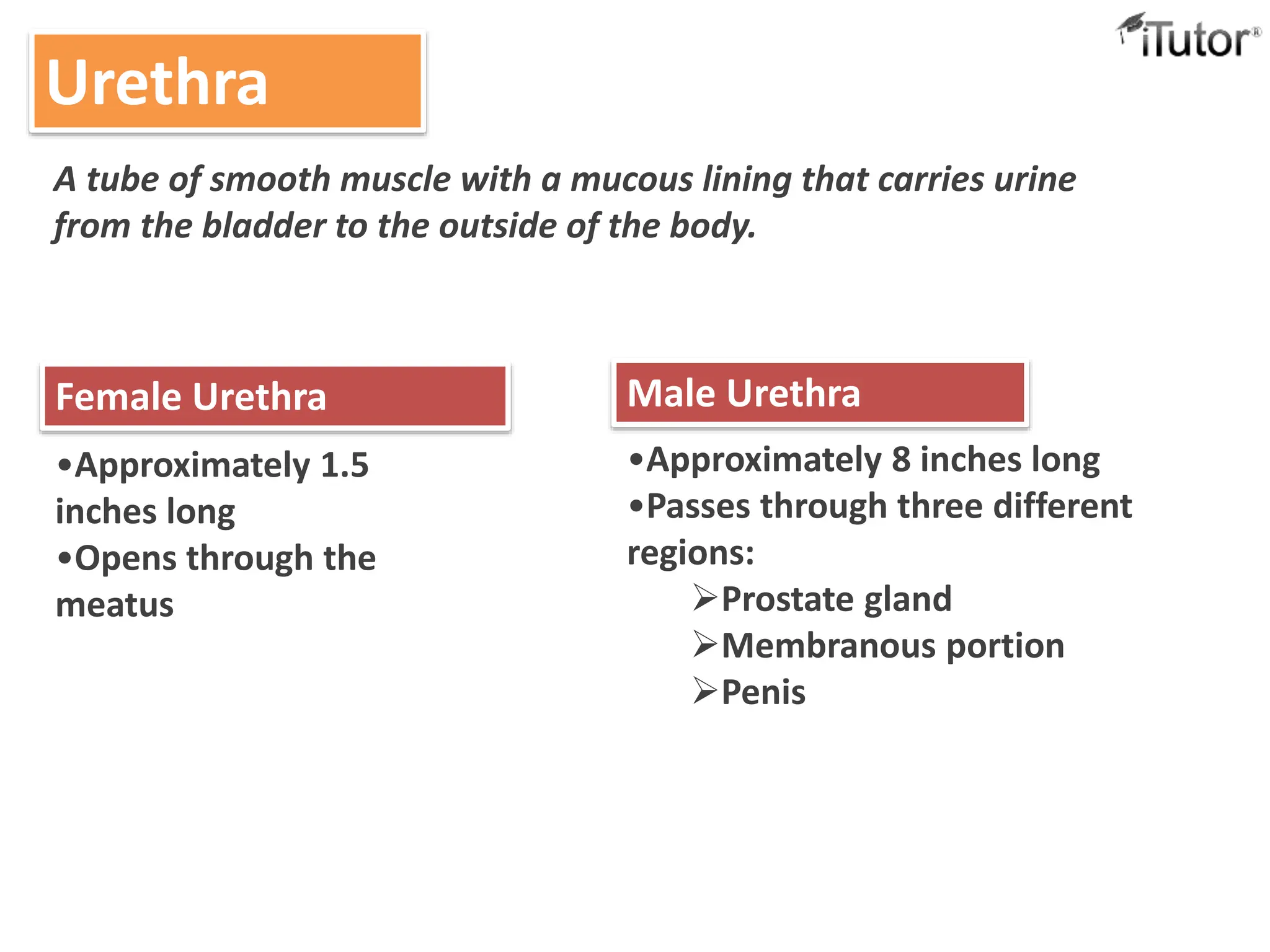 excretory system URINARY SYSTEM GENITOURINARY SYSTEM | PPTX