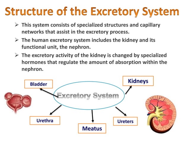 excretory system URINARY SYSTEM GENITOURINARY SYSTEM | PPT