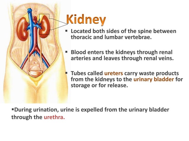 excretory system URINARY SYSTEM GENITOURINARY SYSTEM | PPT