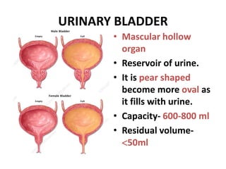 excretory system URINARY SYSTEM GENITOURINARY SYSTEM | PPTX