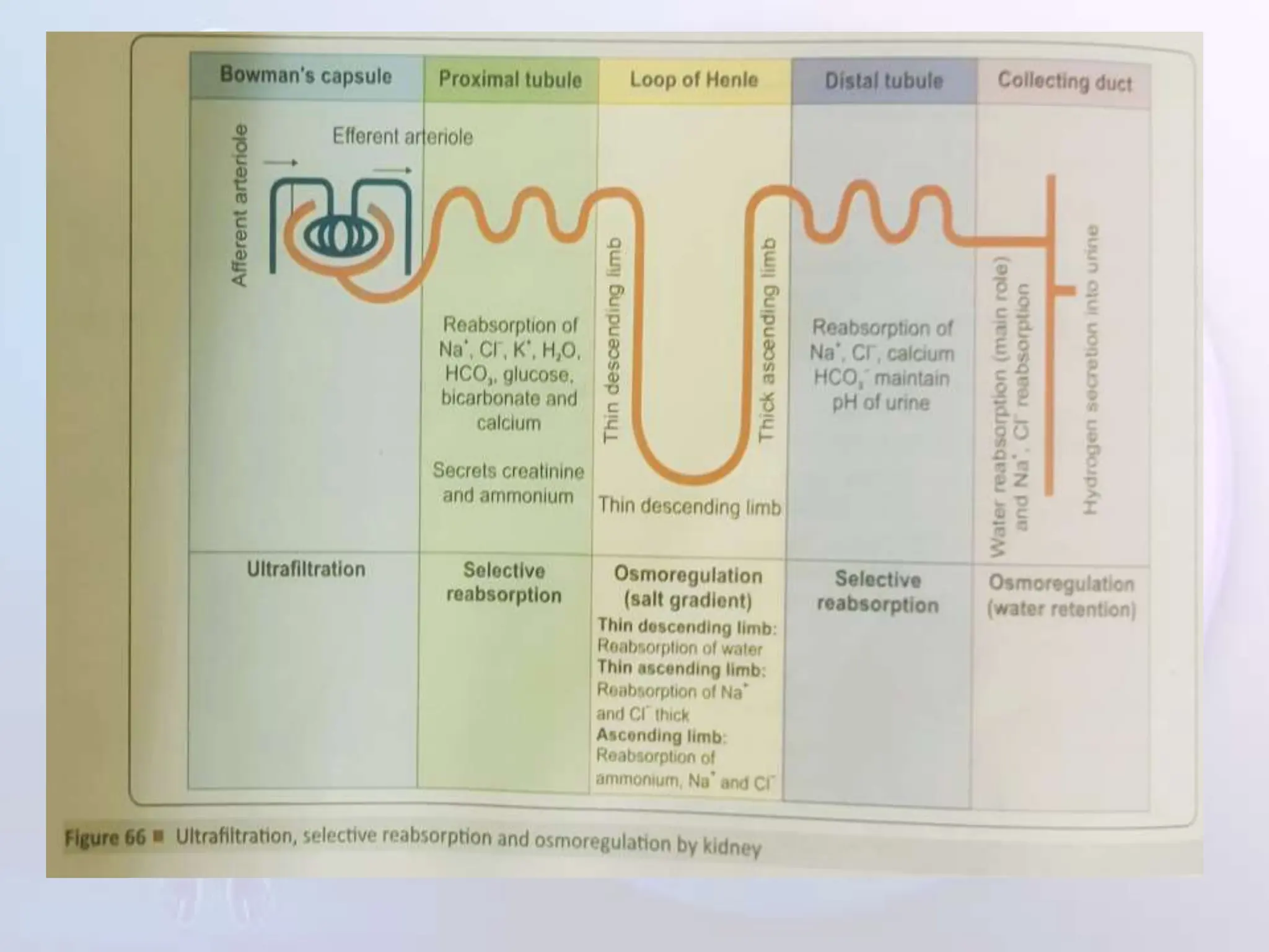 excretory system, EXCRETION KIDNEY ITS FUNCTIONS | PPTX
