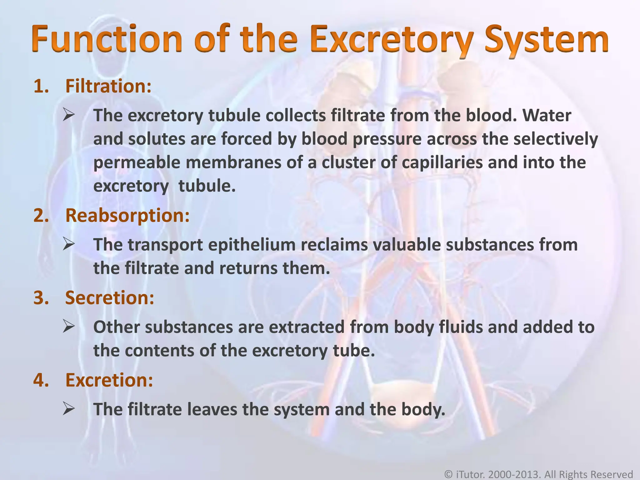 excretory system, EXCRETION KIDNEY ITS FUNCTIONS | PPTX