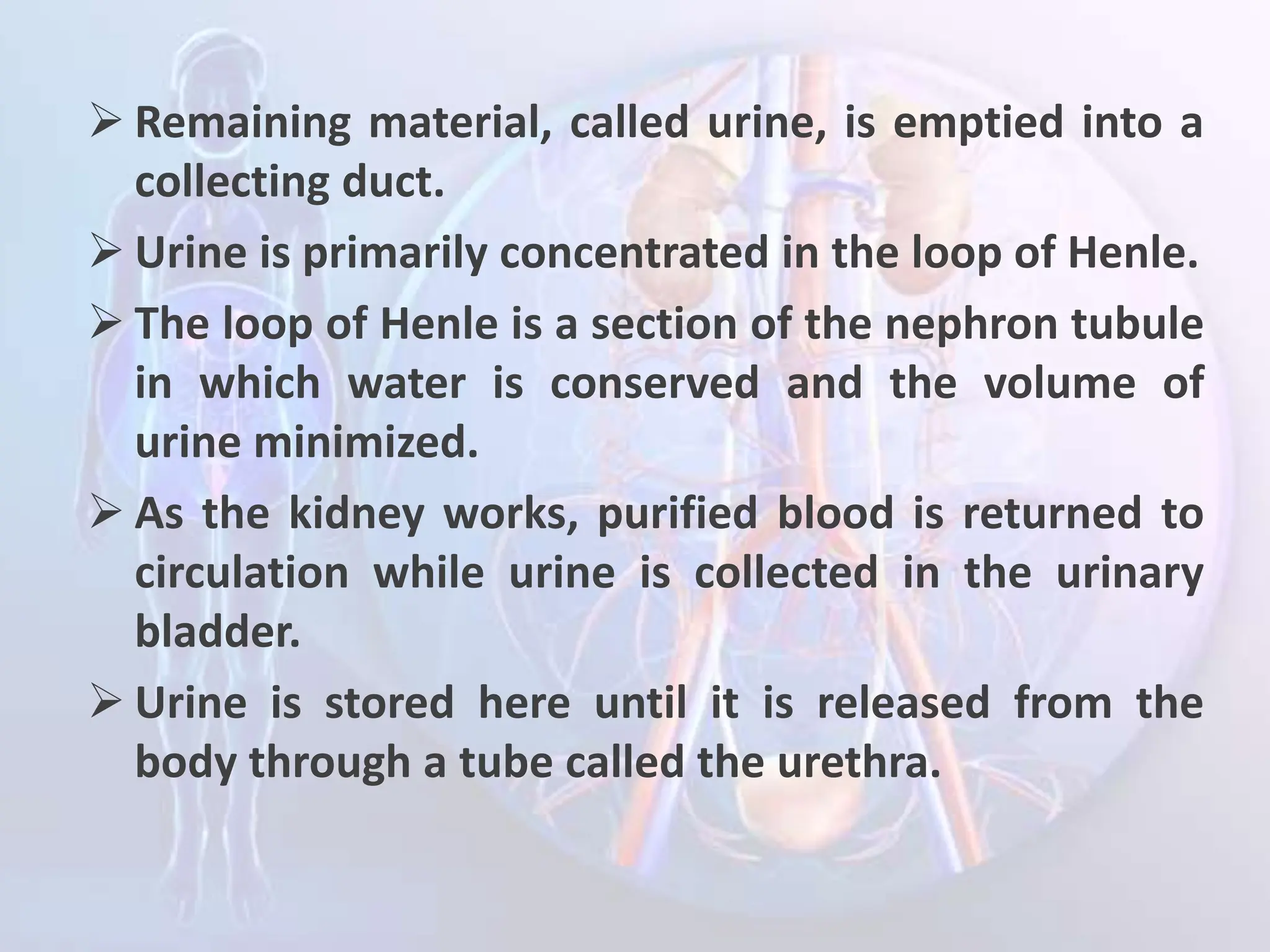 excretory system, EXCRETION KIDNEY ITS FUNCTIONS | PPTX
