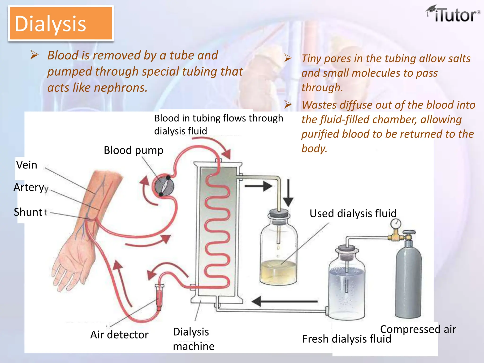 excretory system, EXCRETION KIDNEY ITS FUNCTIONS | PPTX