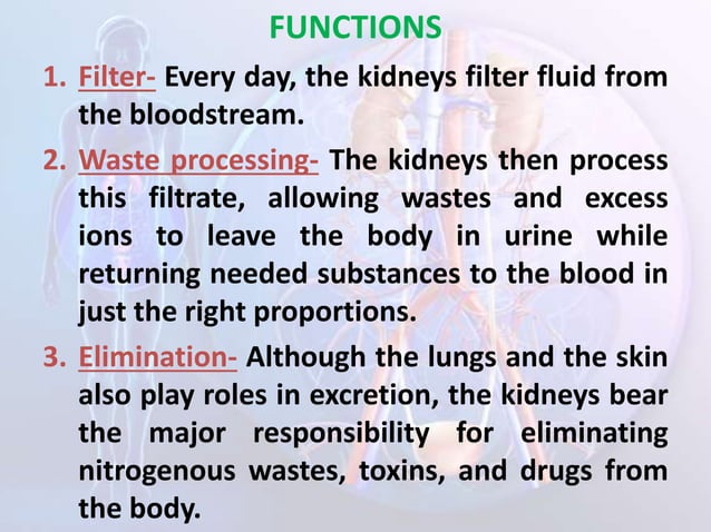 excretory system, EXCRETION KIDNEY ITS FUNCTIONS | PPTX | Blood ...