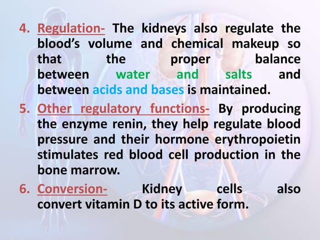 excretory system, EXCRETION KIDNEY ITS FUNCTIONS | PPTX | Blood Disorders | Diseases and Conditions