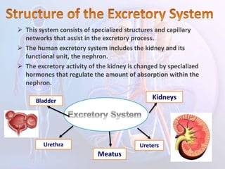 excretory system, EXCRETION KIDNEY ITS FUNCTIONS | PPTX