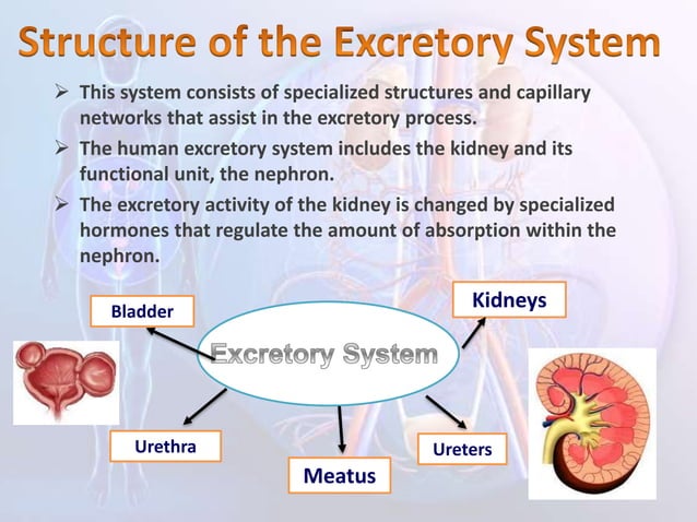 excretory system, EXCRETION KIDNEY ITS FUNCTIONS | PPTX | Blood ...