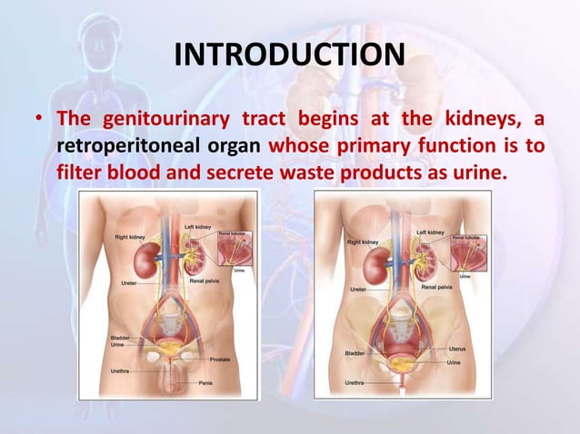 excretory system, EXCRETION KIDNEY ITS FUNCTIONS | PPTX | Blood Disorders | Diseases and Conditions