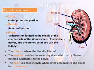 excretory system, EXCRETION KIDNEY ITS FUNCTIONS | PPTX