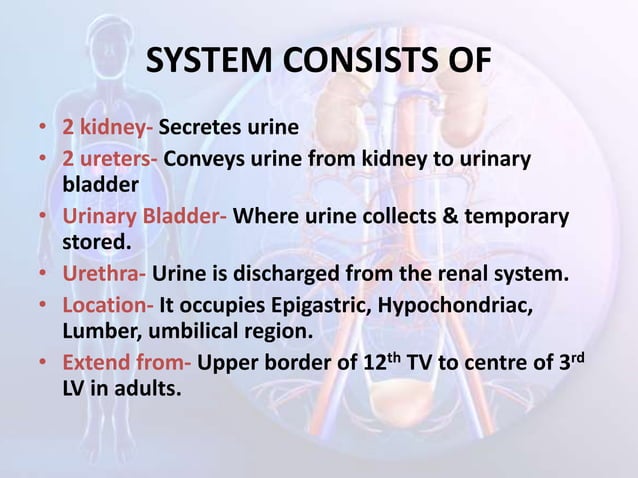 excretory system, EXCRETION KIDNEY ITS FUNCTIONS | PPTX | Blood ...