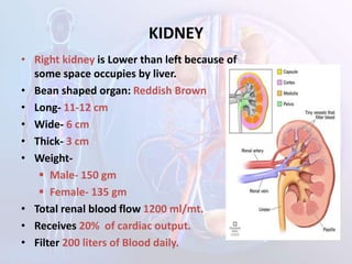 excretory system, EXCRETION KIDNEY ITS FUNCTIONS | PPTX