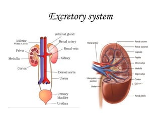 Excretory system structure and function of | PPT