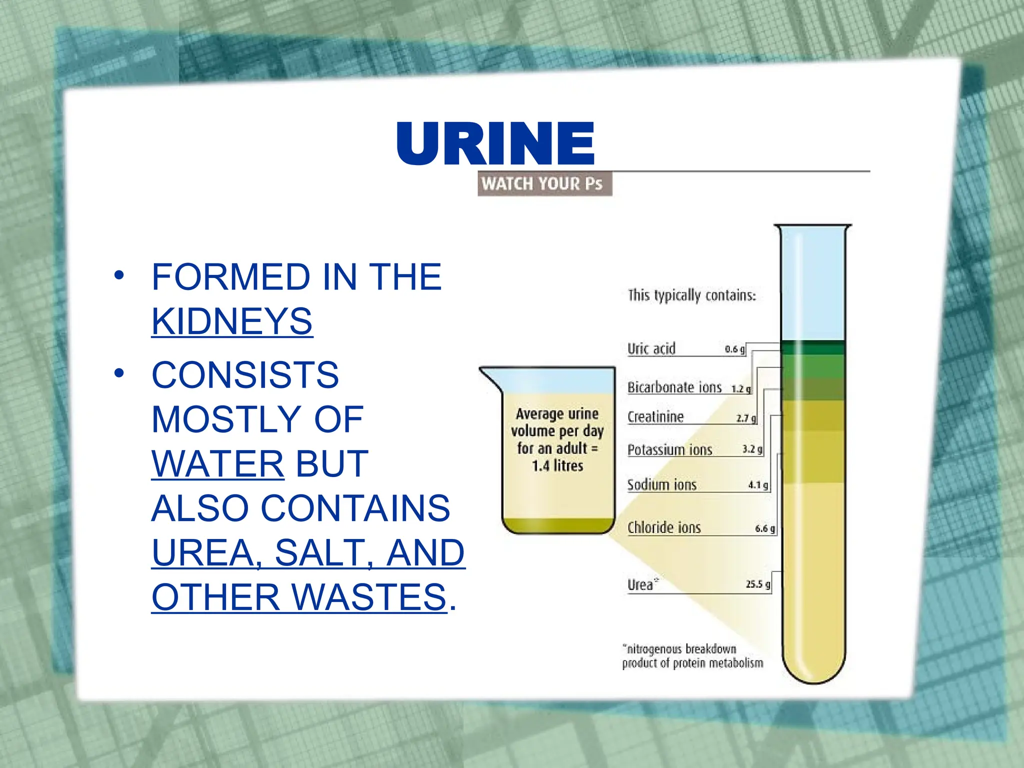 EXCRETORY SYSTEM explained in detail.ppt