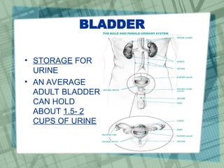 EXCRETORY SYSTEM explained in detail.ppt