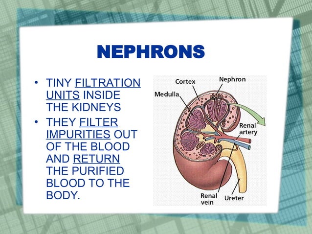 EXCRETORY SYSTEM explained in detail.ppt