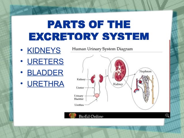 EXCRETORY SYSTEM explained in detail.ppt