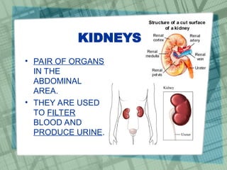 EXCRETORY SYSTEM explained in detail.ppt