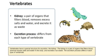 EXCRETORY SYSTEM Powerpoint presentations from DOST STARBOOKS | PPT