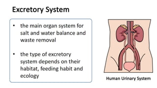 EXCRETORY SYSTEM Powerpoint presentations from DOST STARBOOKS | PPTX