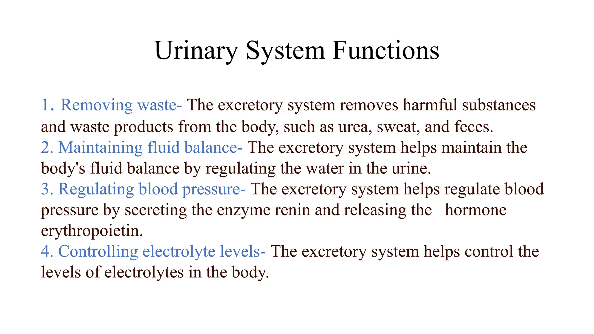 The Excretory System: Structure, Function, and Importance by chetan ...