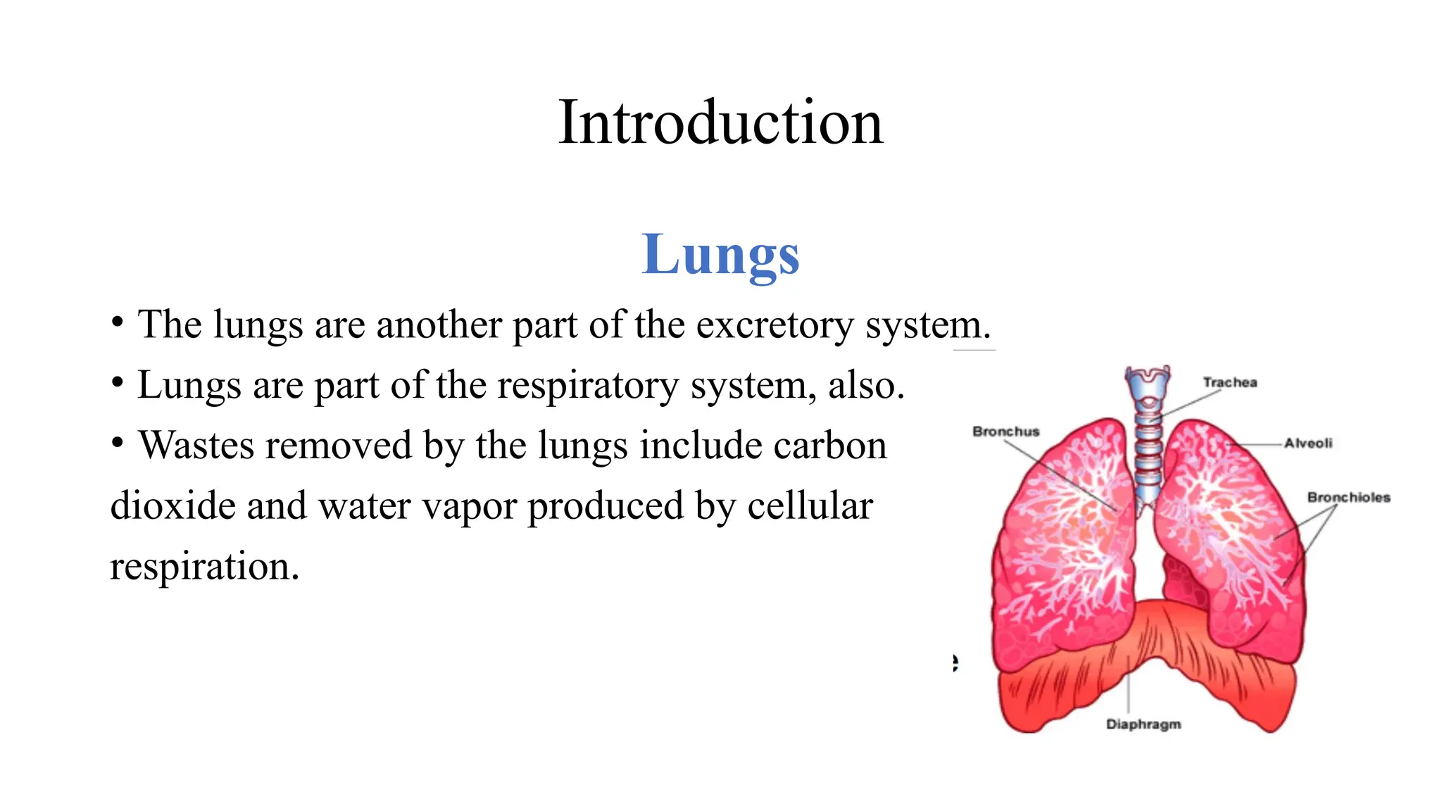 The Excretory System: Structure, Function, and Importance by chetan ...
