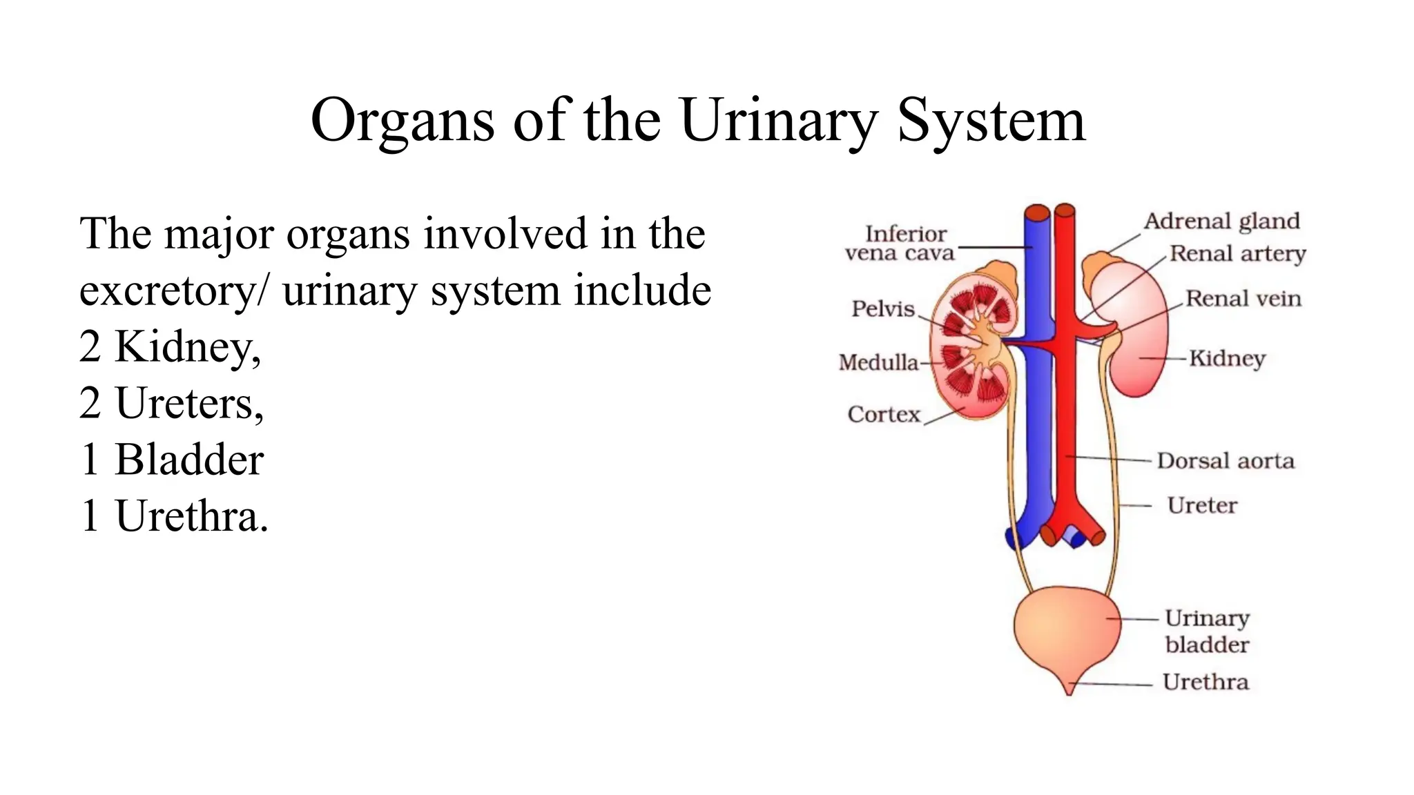 The Excretory System: Structure, Function, and Importance by chetan ...