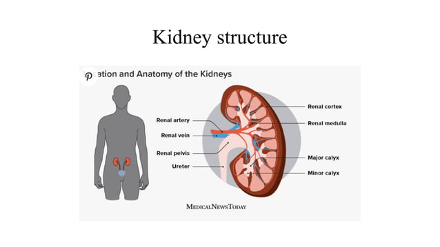 The Excretory System: Structure, Function, and Importance by chetan ...