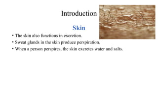 The Excretory System: Structure, Function, and Importance by chetan ...