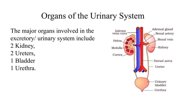 The Excretory System: Structure, Function, and Importance by chetan rana | PPTX