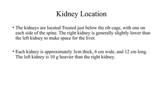 The Excretory System: Structure, Function, and Importance by chetan ...