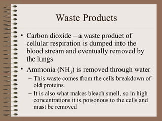 Excretory_System.ppt for middle school science class | PPT