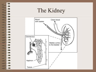 Excretory_System.ppt for middle school science class | PPT