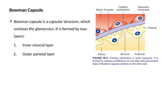 EXCRETORY SYSTEM........ .pptx