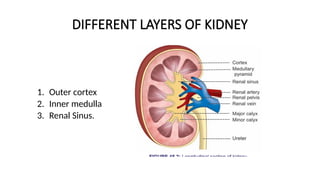 EXCRETORY SYSTEM........ .pptx